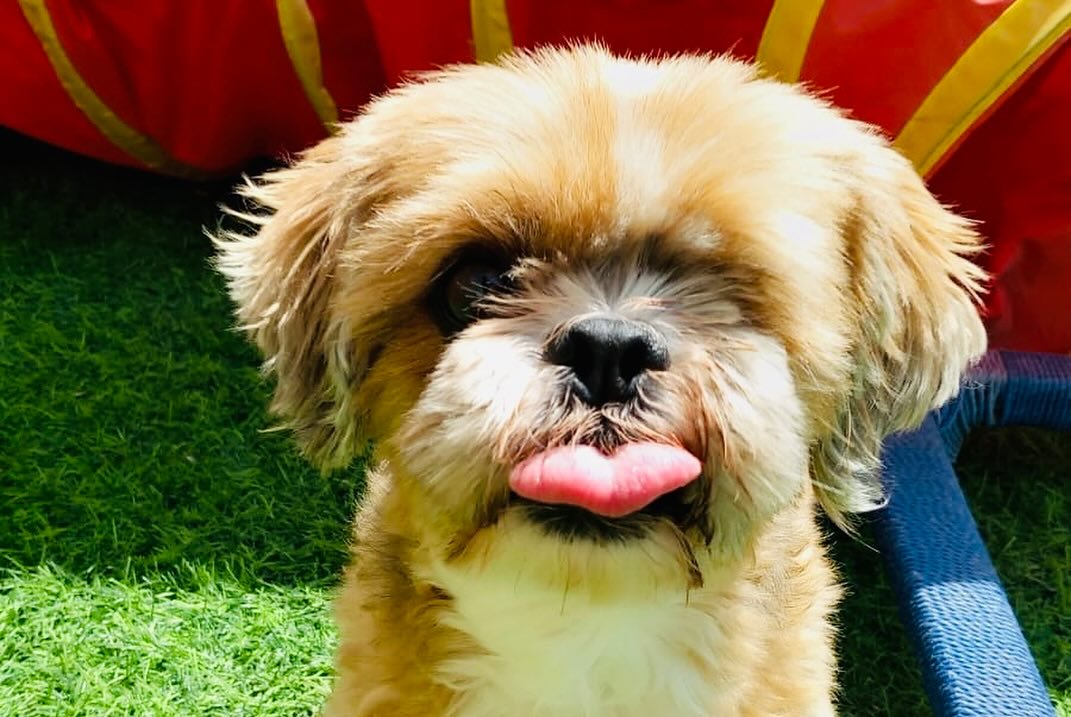 10 Reasons to Choose Pet Pavilion for Your Pet's Needs | Pet Pavilion ...