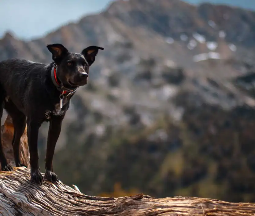 Best Tents For Dogs