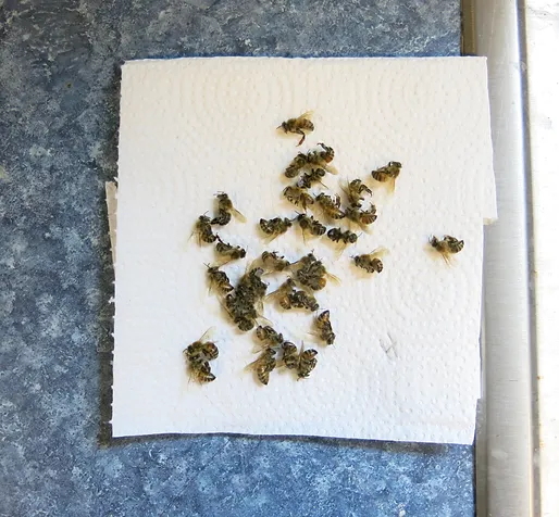 Nosema Testing 🐝 New Hampshire Beekeepers Association