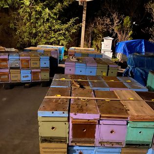 Apiaries and Beekeeping in NH 🐝 New Hampshire Beekeepers Association