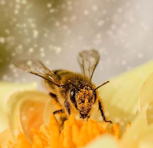 Pollinator Partnership 🐝 New Hampshire Beekeepers Association