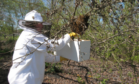 Resources 🐝 New Hampshire Beekeepers Association