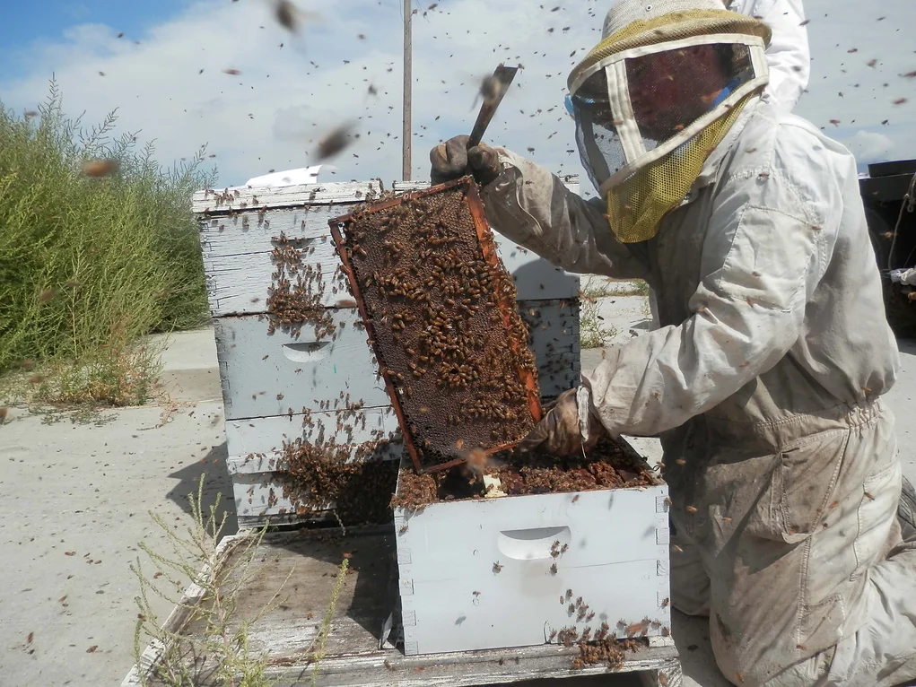 American Honey Producers Association 🐝 New Hampshire Beekeepers Association