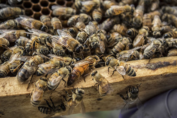 Northern Bee Network 🐝 New Hampshire Beekeepers Association