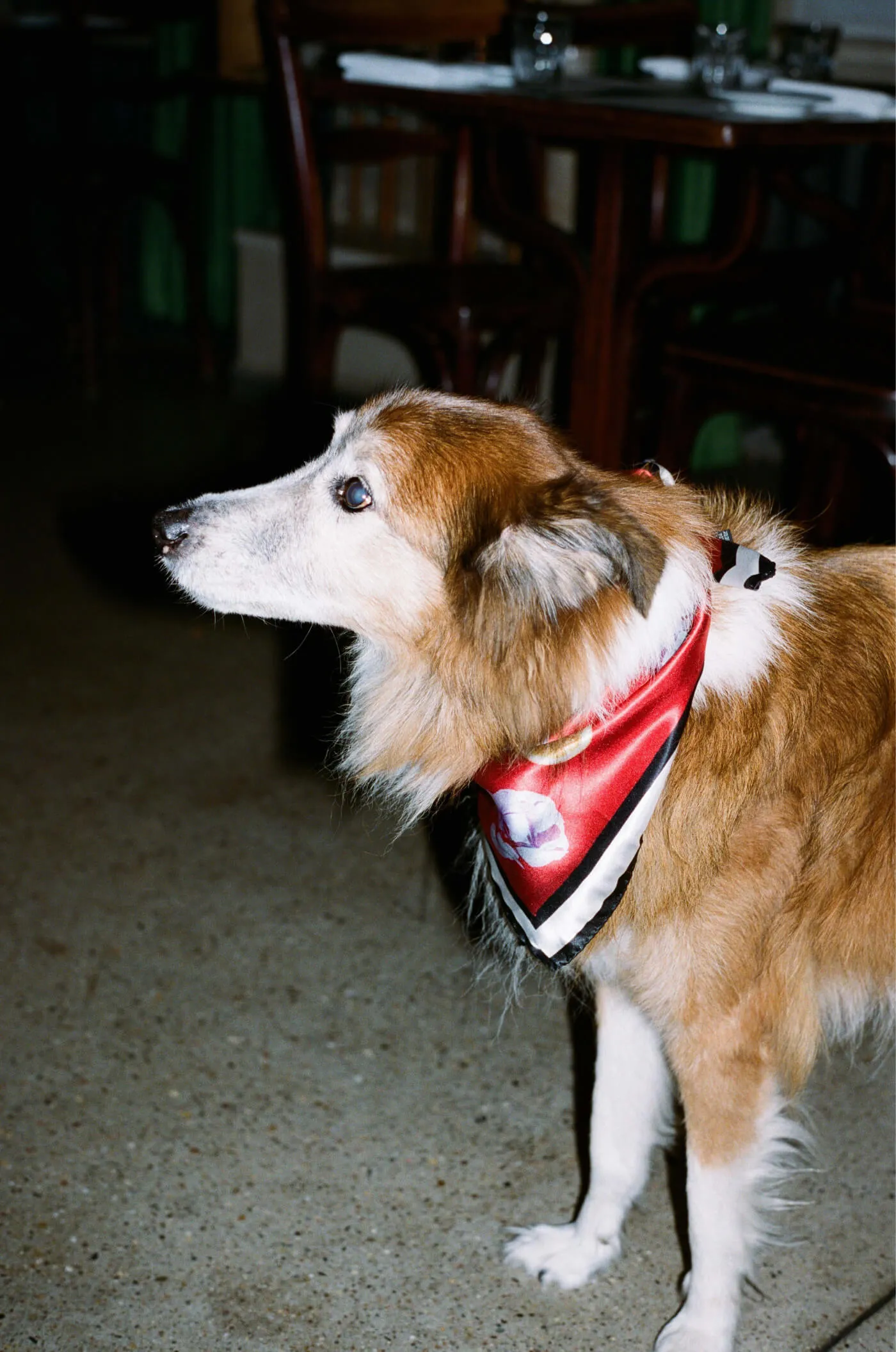 Torbar Berlin - Das Restaurant der Extraklasse unter Palmen