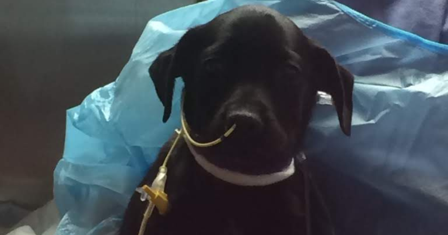 What is Parvo in Dogs?