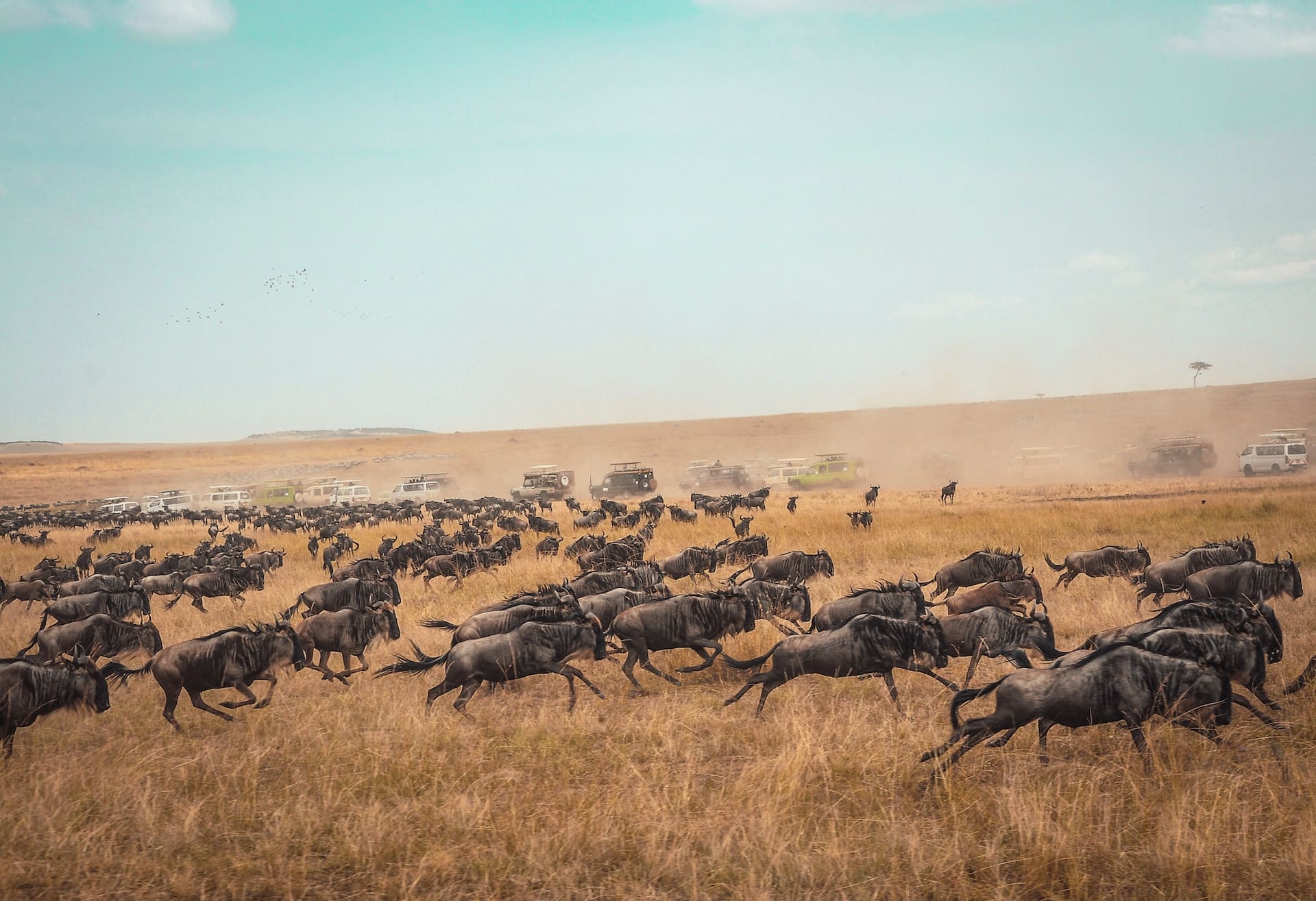 Unveiling the Secrets of the Great Migration: Nature's Greatest Show in ...
