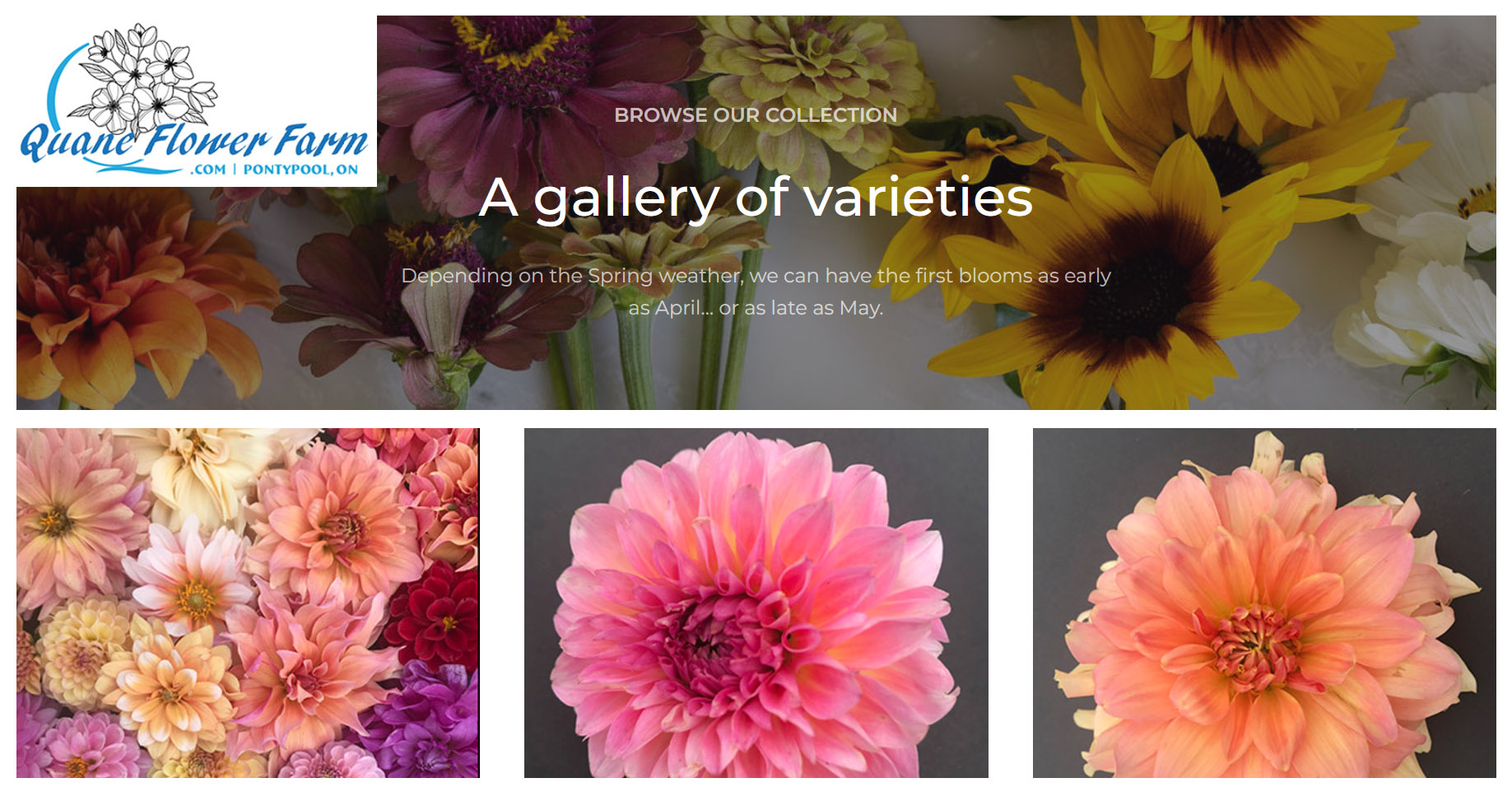 Quane Flower Farm-Gallery