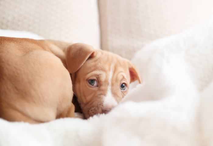 Can Dogs Have Autism? - apricott ABA