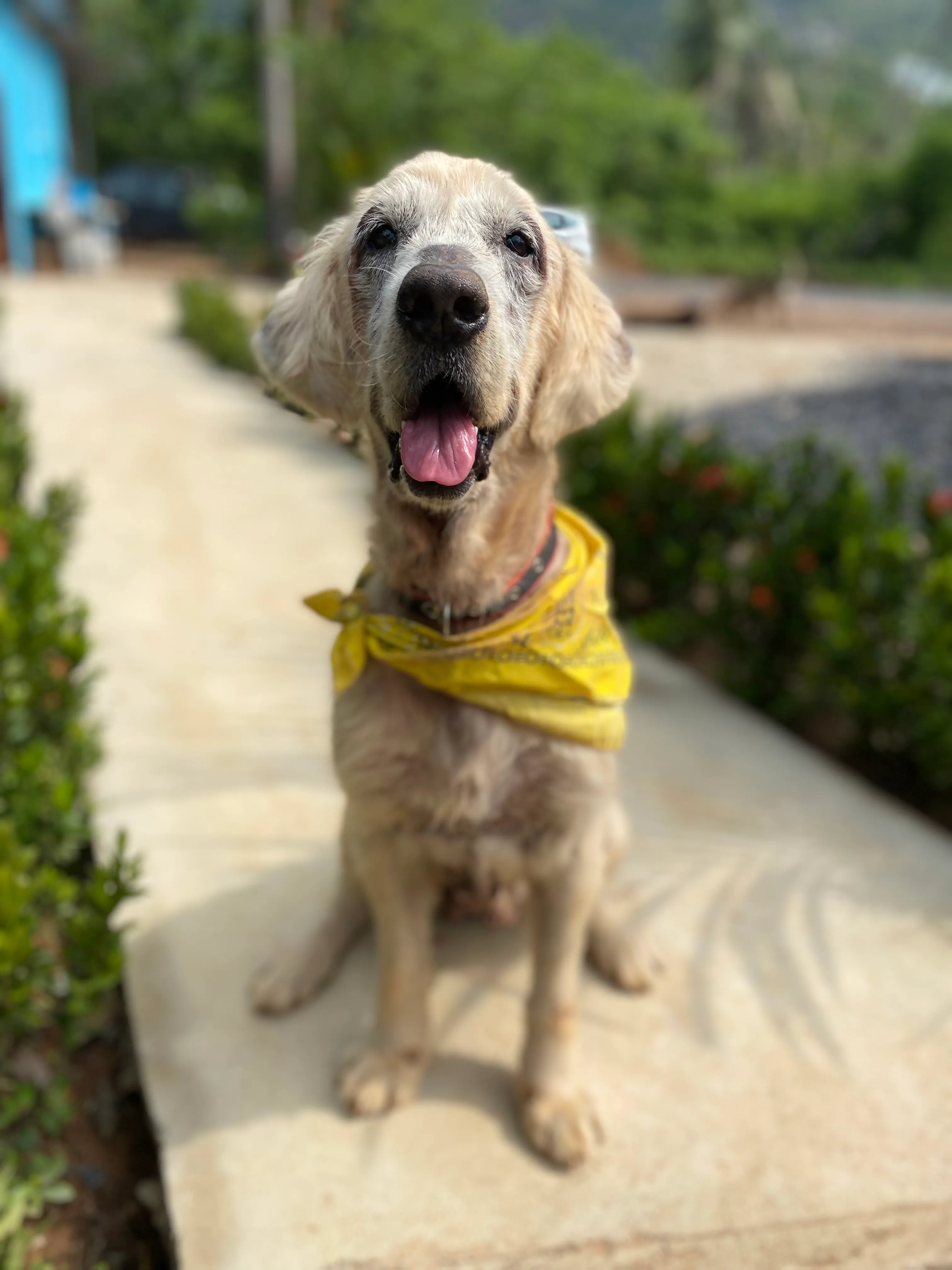 Happy Doggo | Fixing the global street dog problem