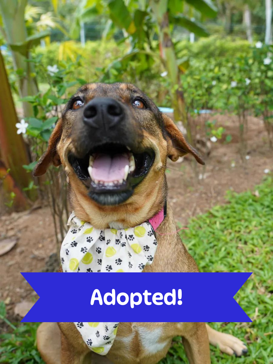 Happy Doggo | Adoptable Dogs