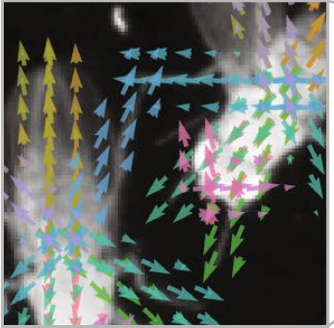 Research with AI: Animal Detection Using Machine Learning