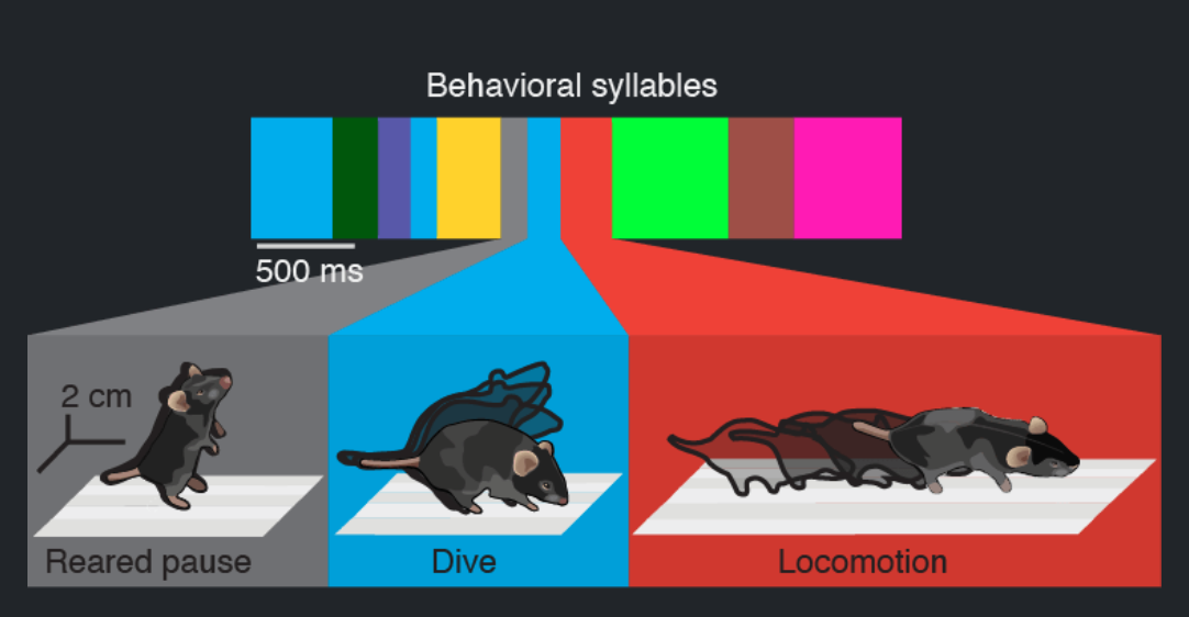 Research with AI: Animal Detection Using Machine Learning