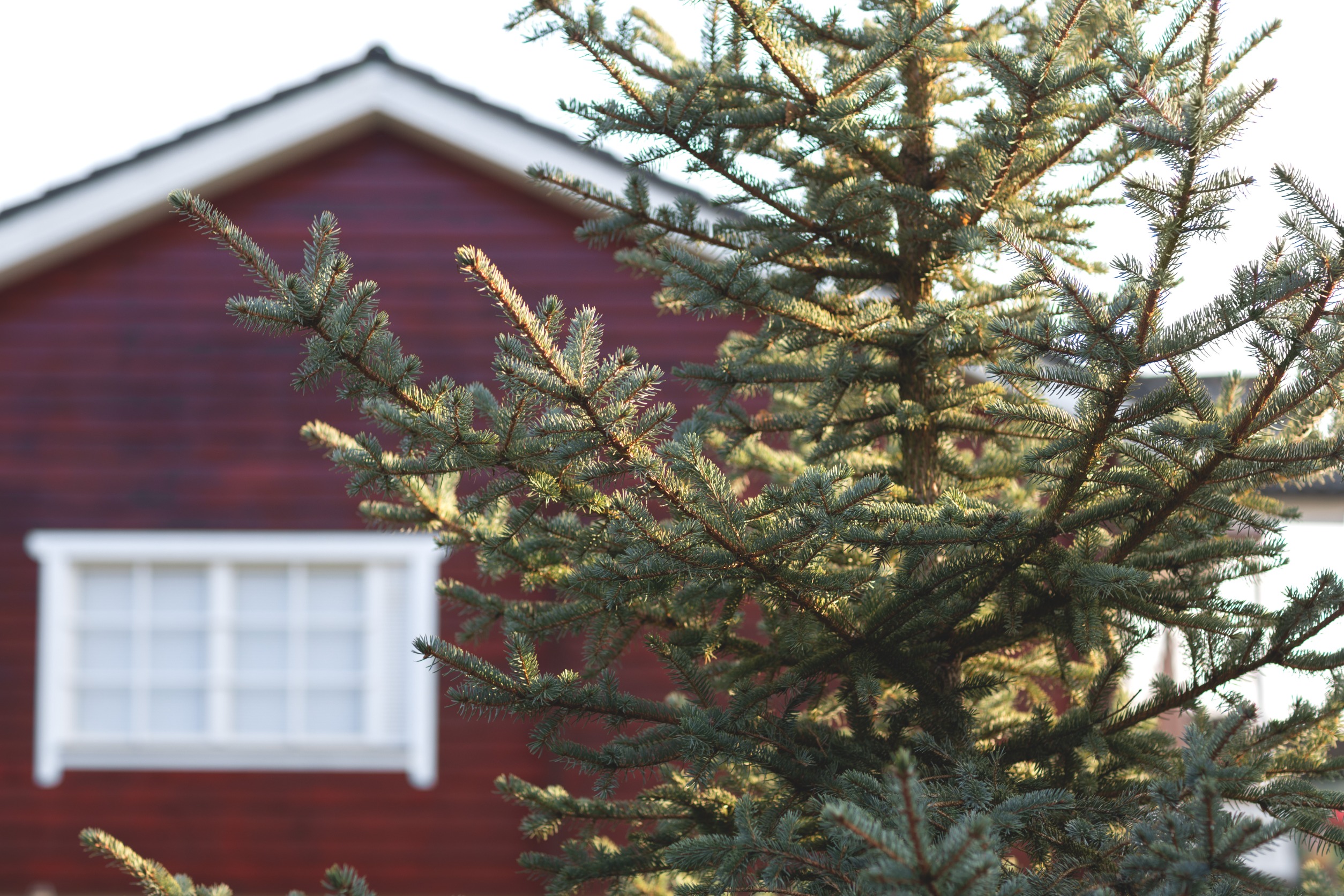 How to Trim Cedar Trees | Toler's Tree Service | NC Tree Trimming Tips
