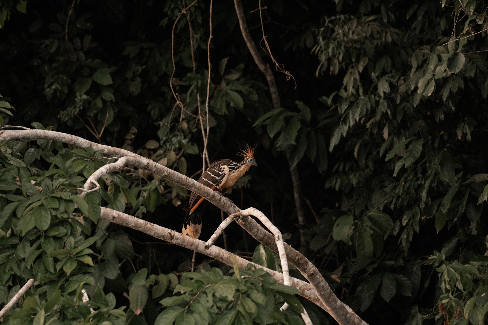 Jungle Adaptation | Cusco, Peru