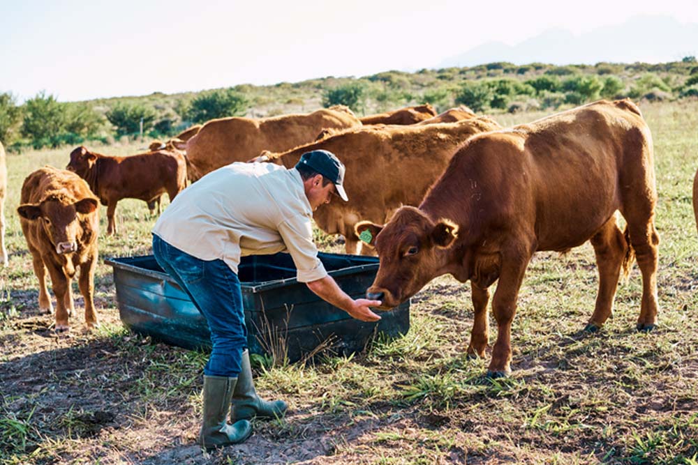 Climate-Smart Cattle: US Research And Development Will Improve Animal ...