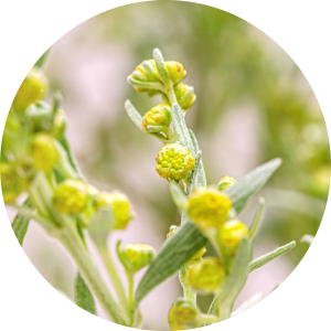 Botivo | Lannock Farm