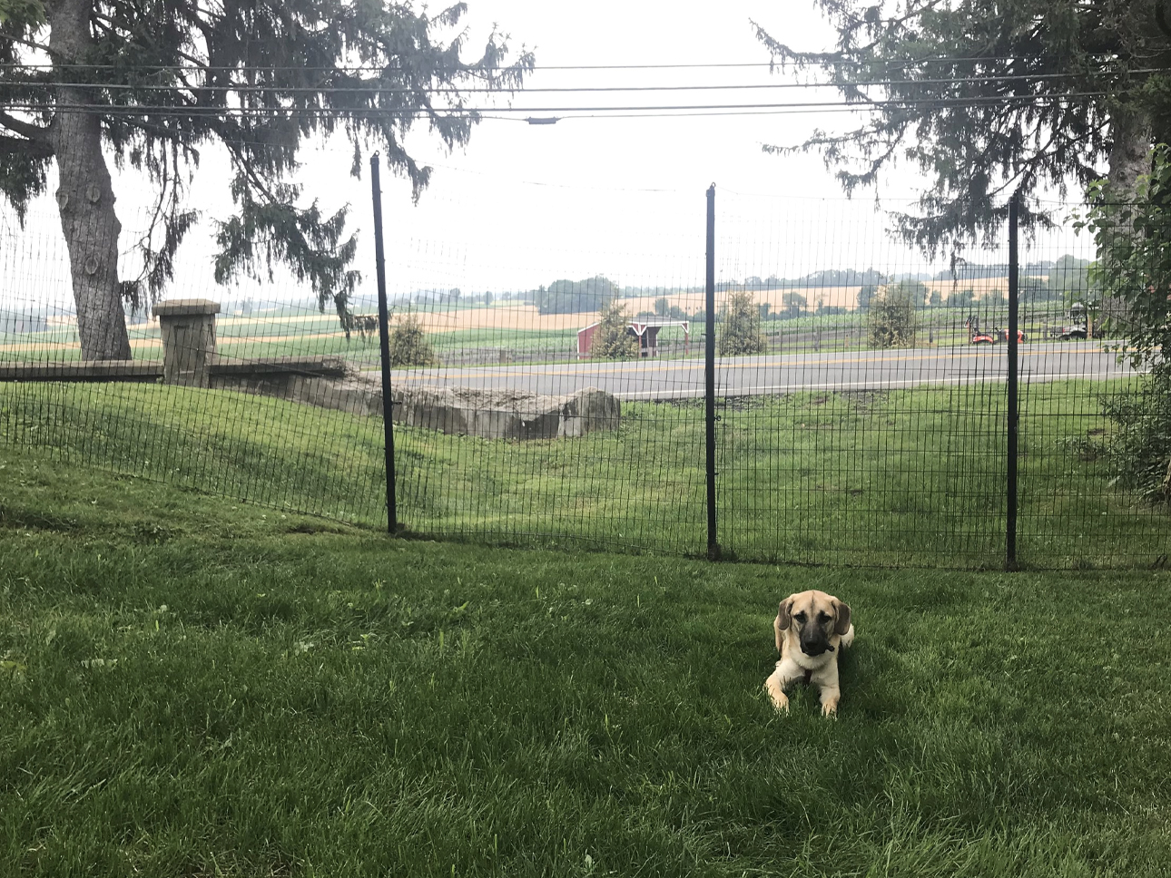 Outdoor Dog Fences for Your Furry Friend | National Assemblers