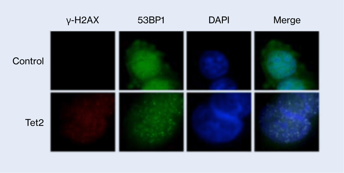 Hemispherian Science | Unraveling the Power of Epigenetics in Cancer ...