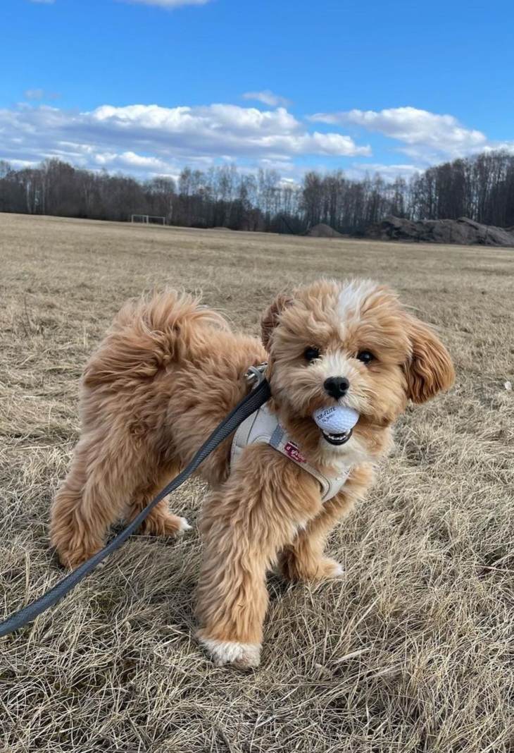 Perfekta, söta och intelligenta valpar | Vonnas Maltipoo