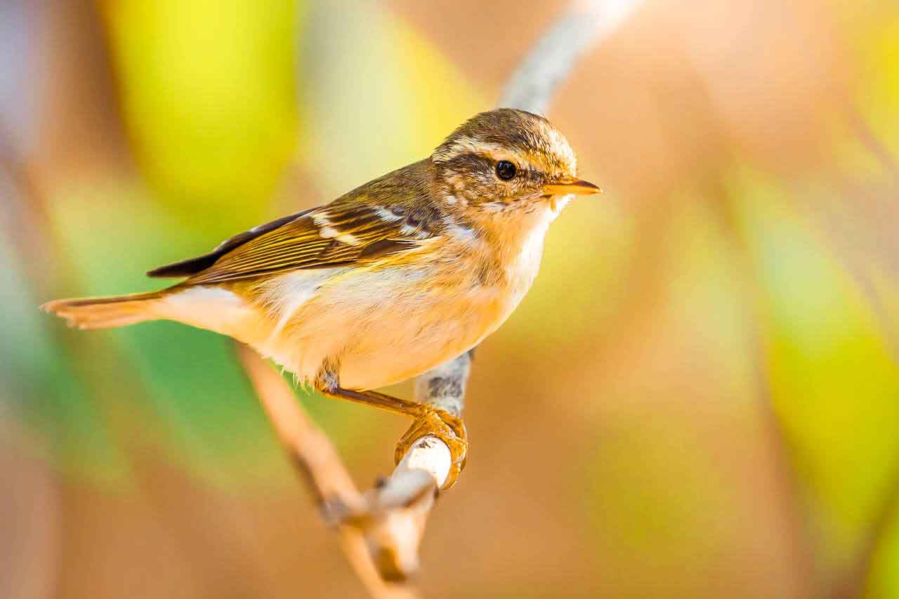 Birds of Koh Samui, Thailand: Koh Samui Bird-Watching Tips