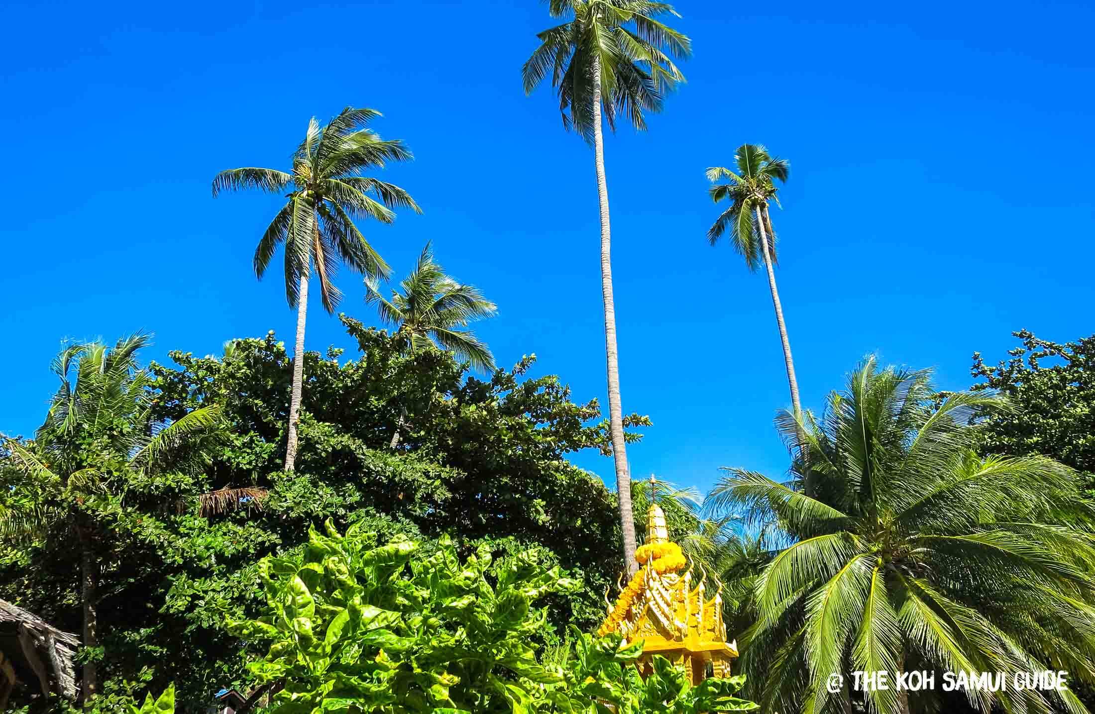 Koh Samui in August: Weather, What to Expect and Your FAQs