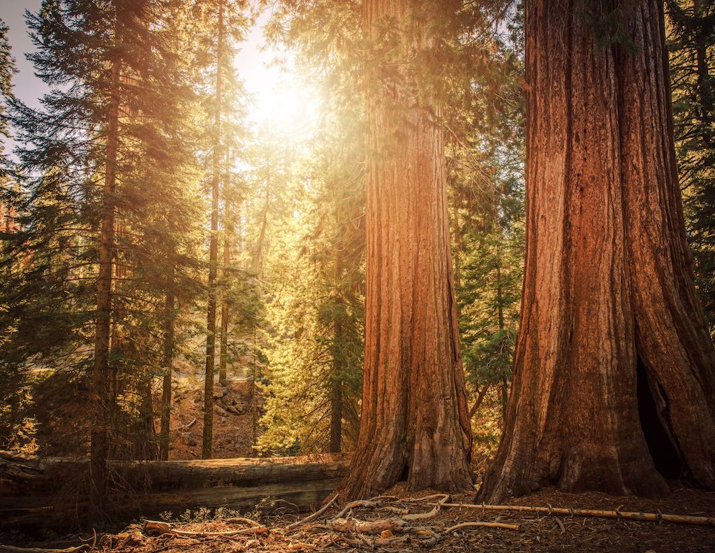 About - Sequoia Housing Partnership