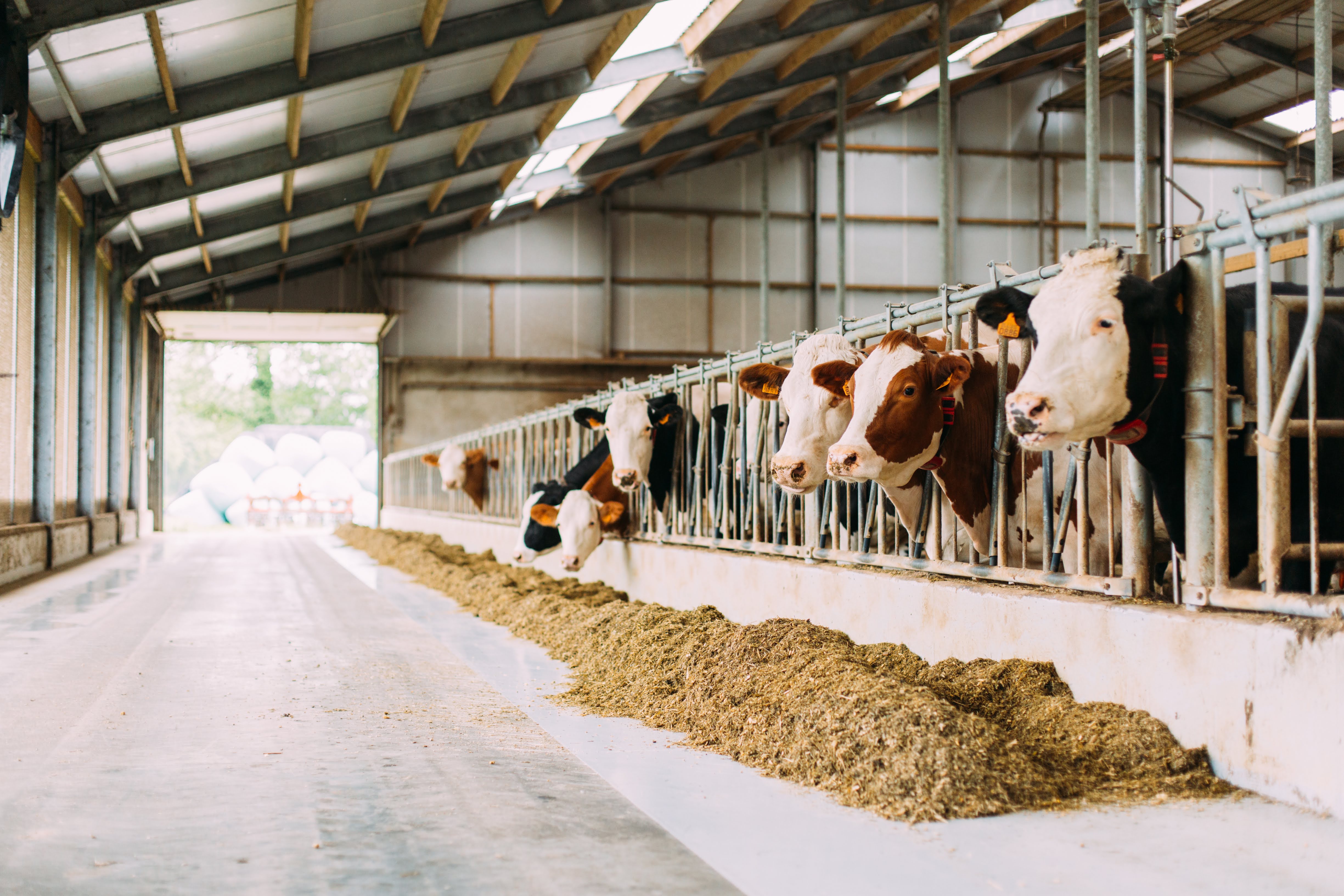 Home [www.cowcoach.be]