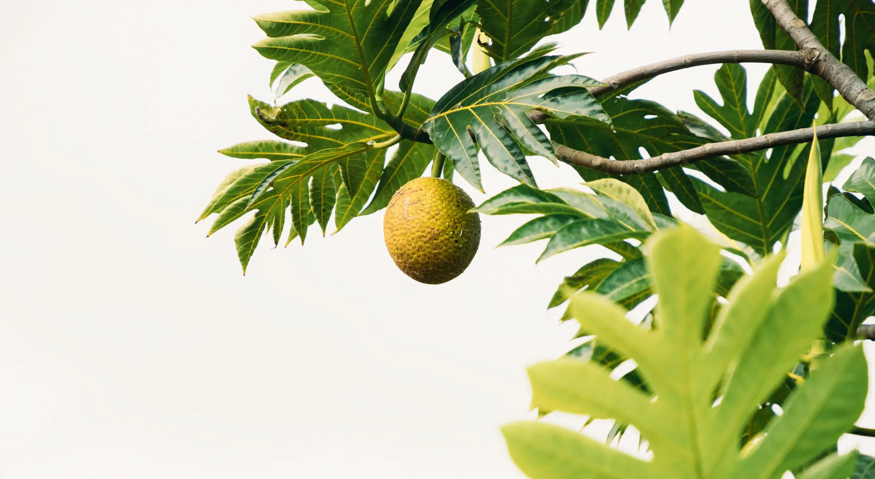 Connect with HFHH: Buyer, Farmer, Investor, or Partner