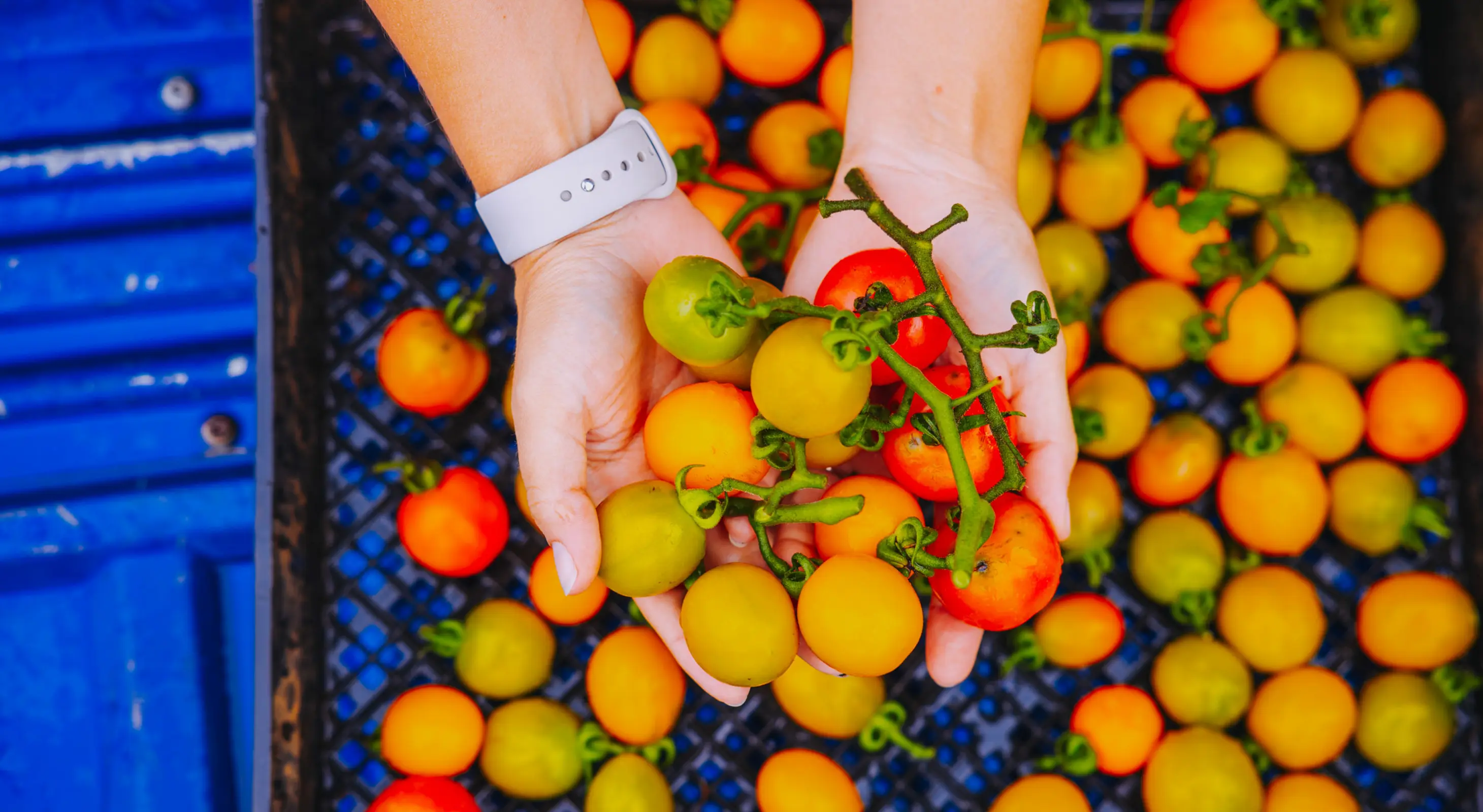 Infographics & Resources - Insight into Hawaii Food Hub Hui's Initiatives