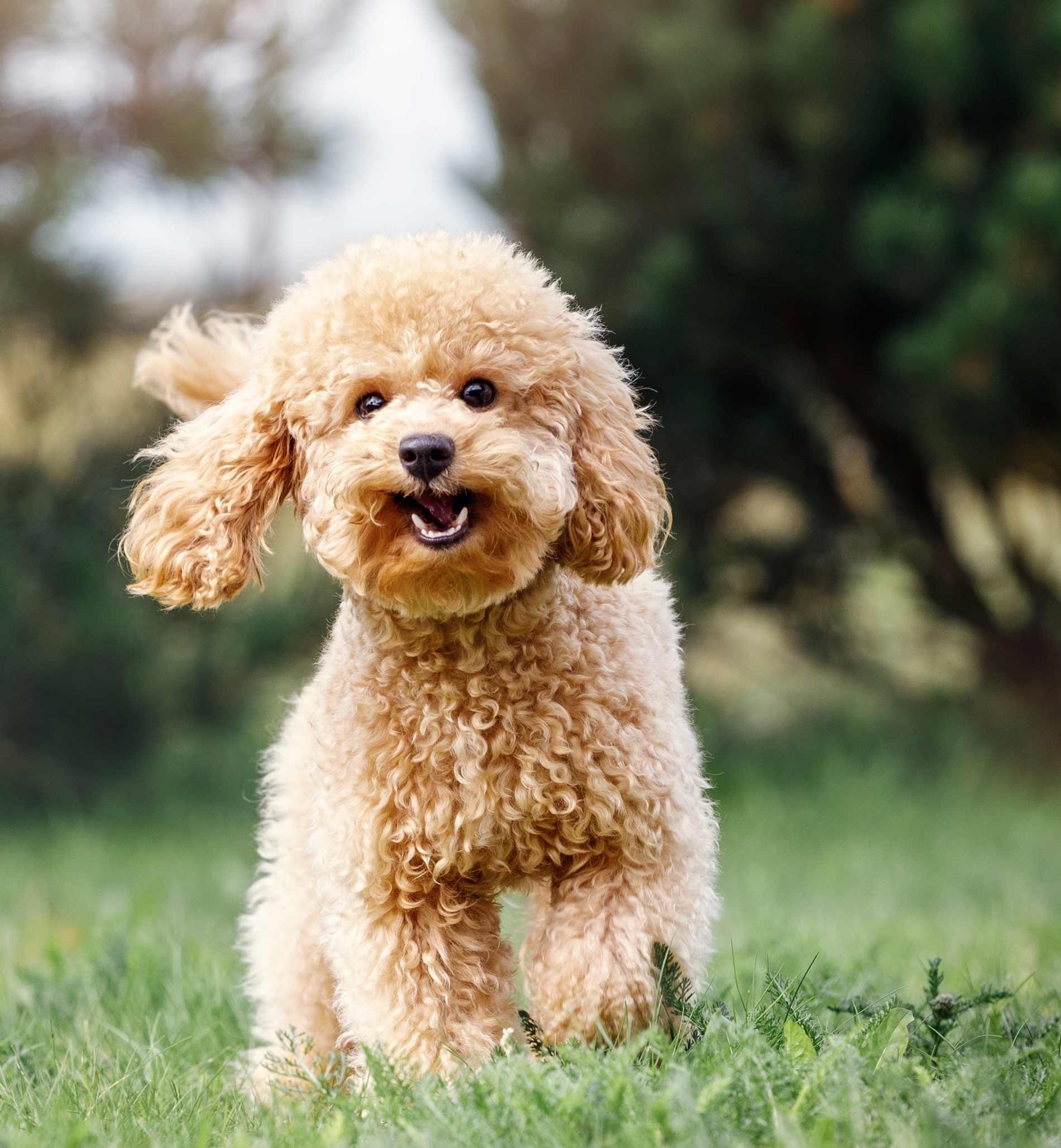 Easy Pet Waste Removal Services in Tampa Bay | Tampa Bay Poo Patrol