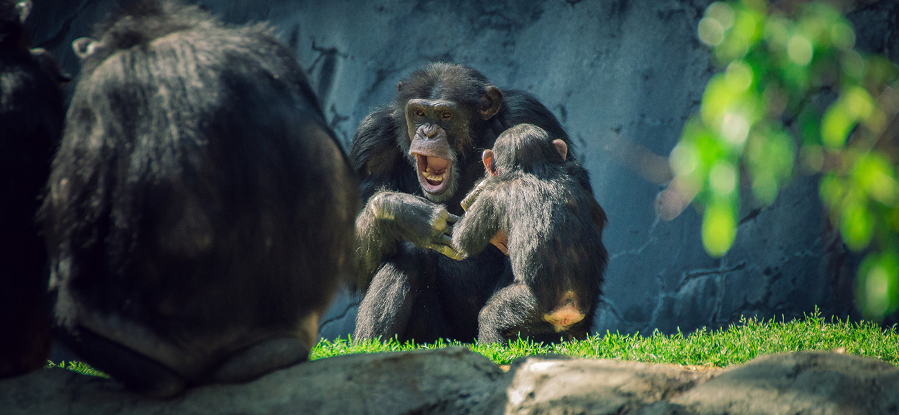 Don't Blame The Chimps! Who's Responsible For The Lethal Aggression In ...