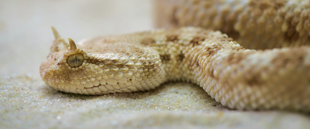 Snakes, Sunrises, And Shakespeare