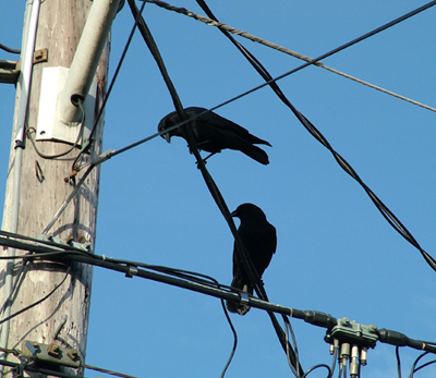 How City Living Is Reshaping The Brains And Behavior Of Urban Animals