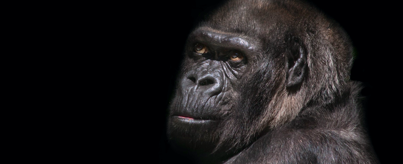 The five most common misunderstandings about evolution