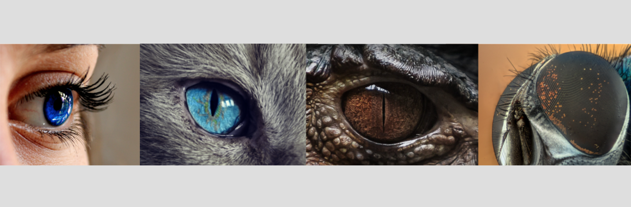 Eye Origins: How Evolution Could Produce a Sophisticated Eye