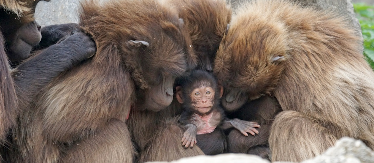 Reciprocity An Important Component Of Prosocial Behavior