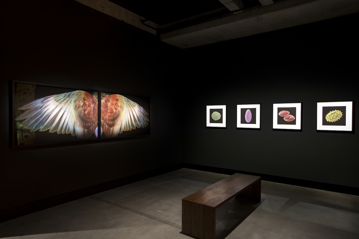 The Riddle—and the Range—of Art: Brian Boyd on the Evolution of the ...