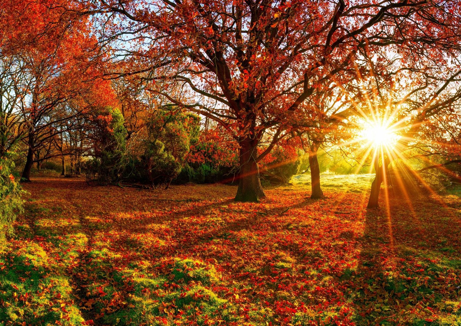 Compassionate Mind Foundation