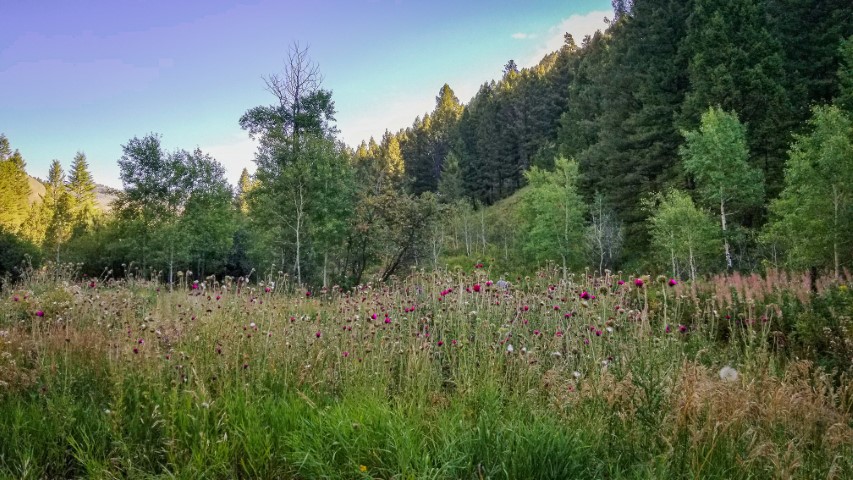Volunteer with Teton County WY Weed & Pest