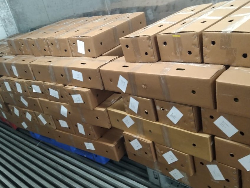 The Vegetable Voyage: East West Freight Carriers Delivers 53 Tons of ...