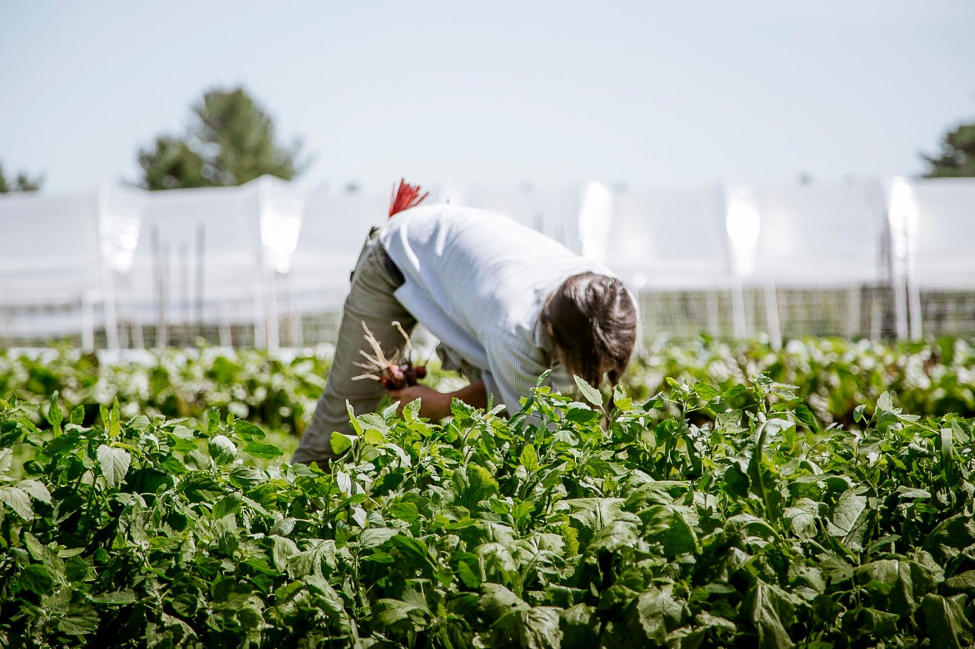 Plan Your Farm's Future - Maine Farmland Trust