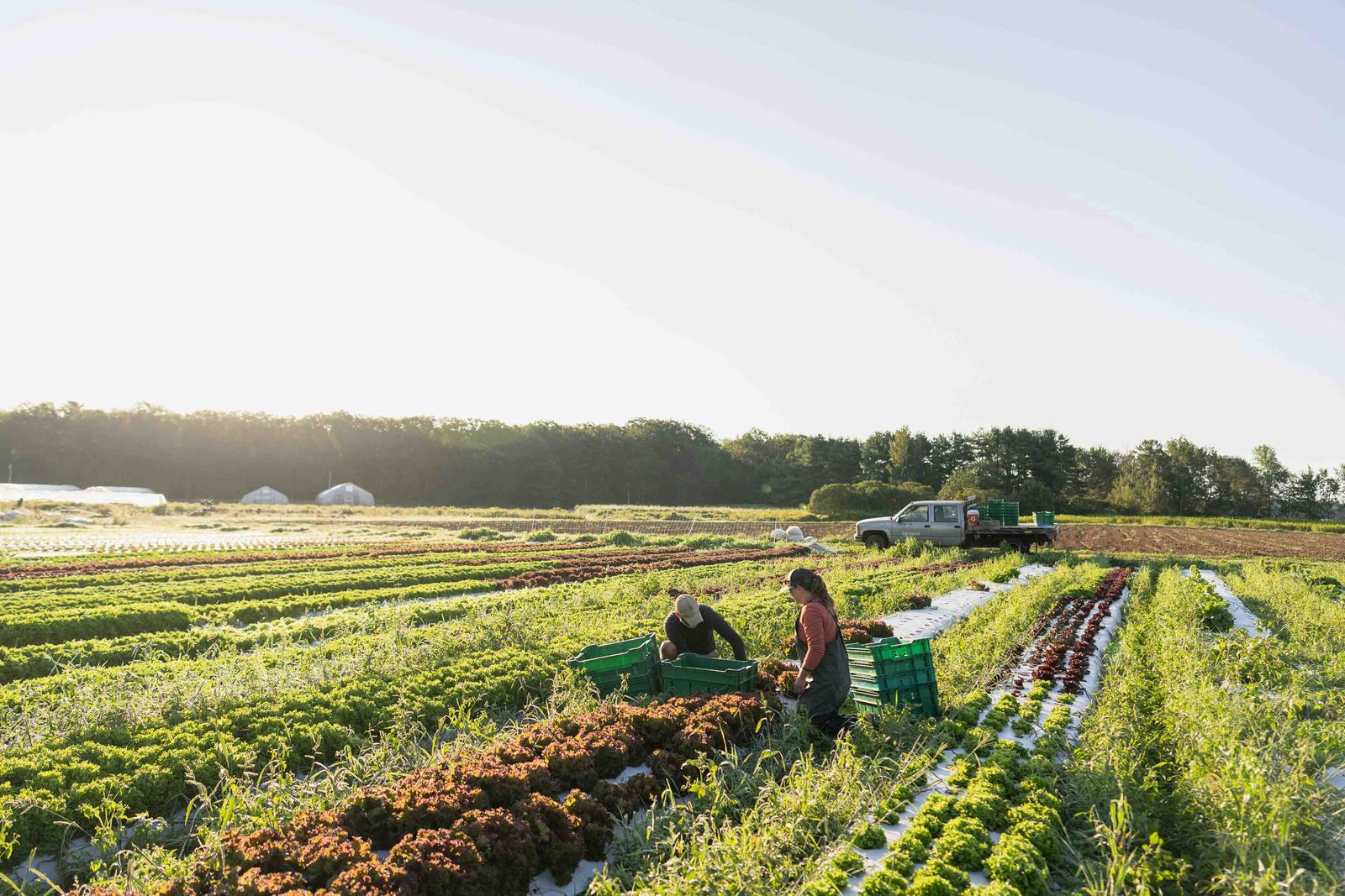 Maine Farmland Trust