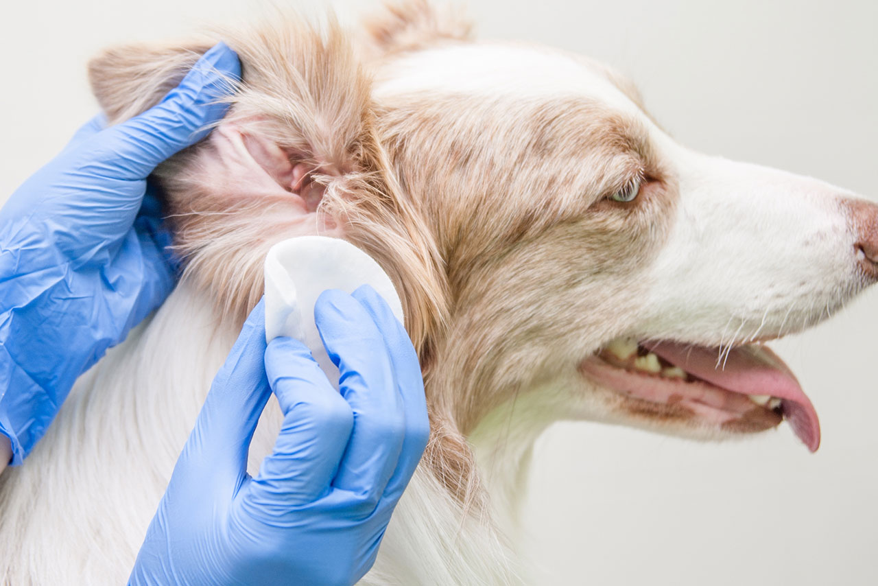 Topical & Transdermal Preparations | Medications