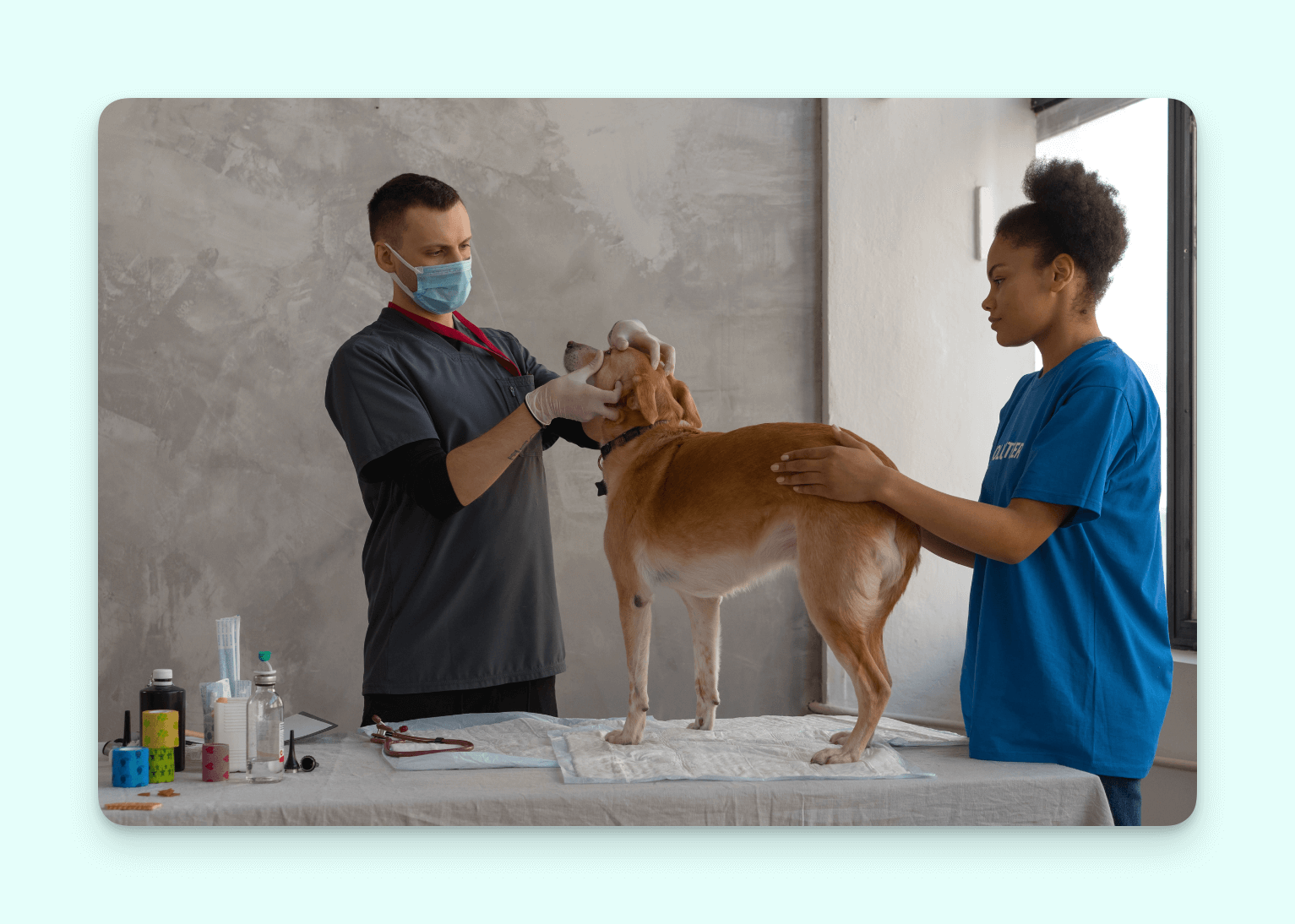 What is a Veterinary Scribe? | Lindy