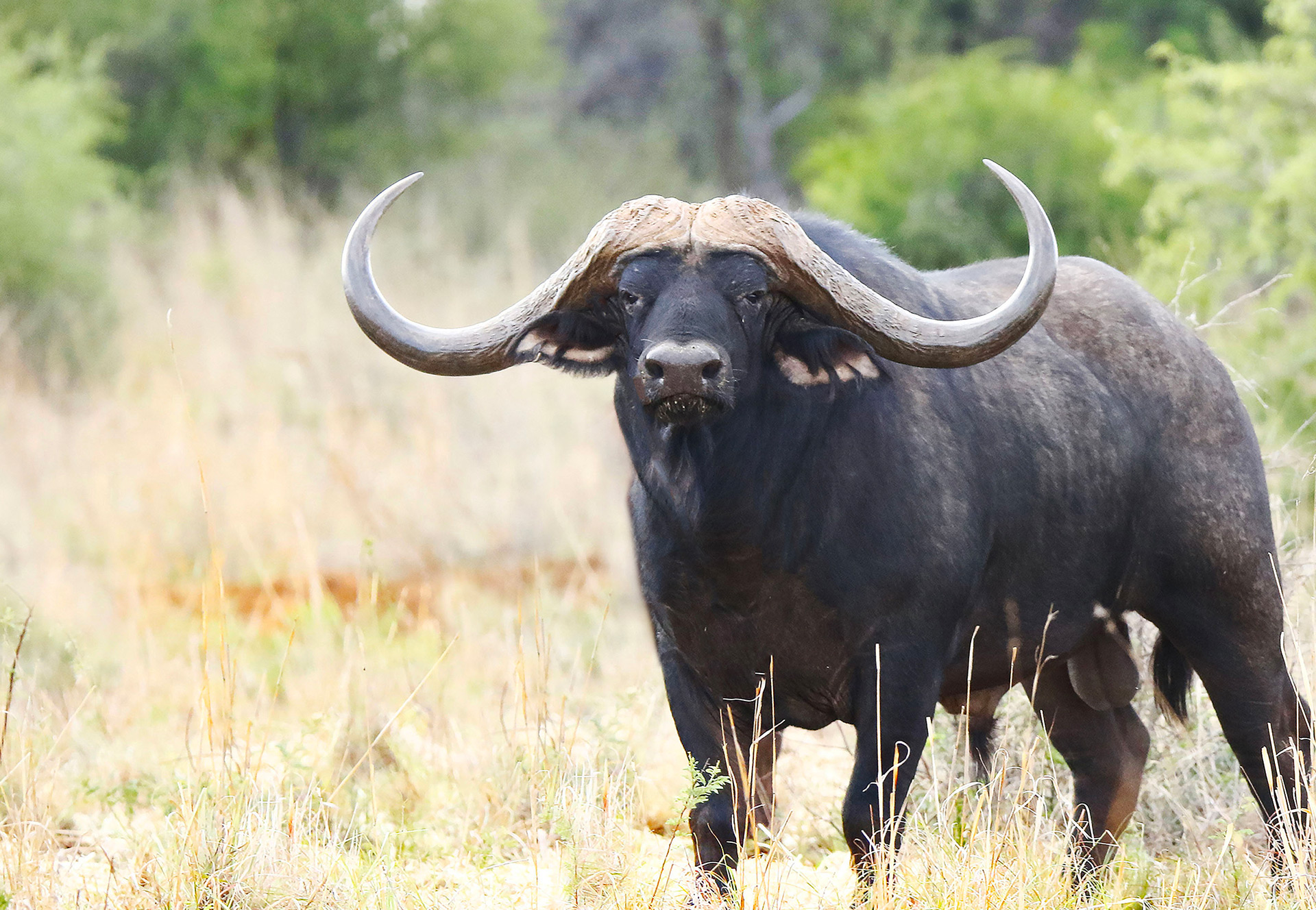 North American Grey Wolf Hunting - Shoshone Adventures
