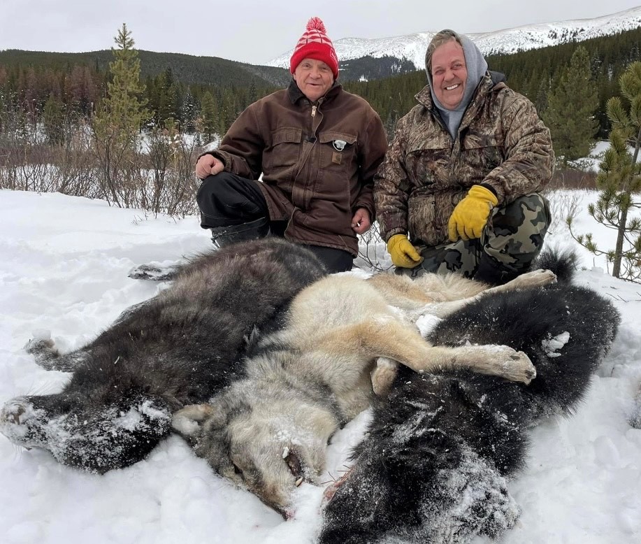 North American Grey Wolf Hunting - Shoshone Adventures