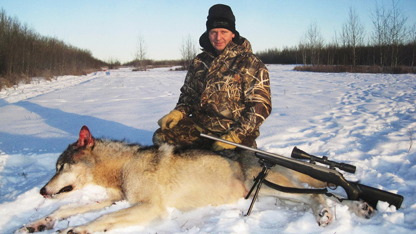 North American Grey Wolf Hunting - Shoshone Adventures