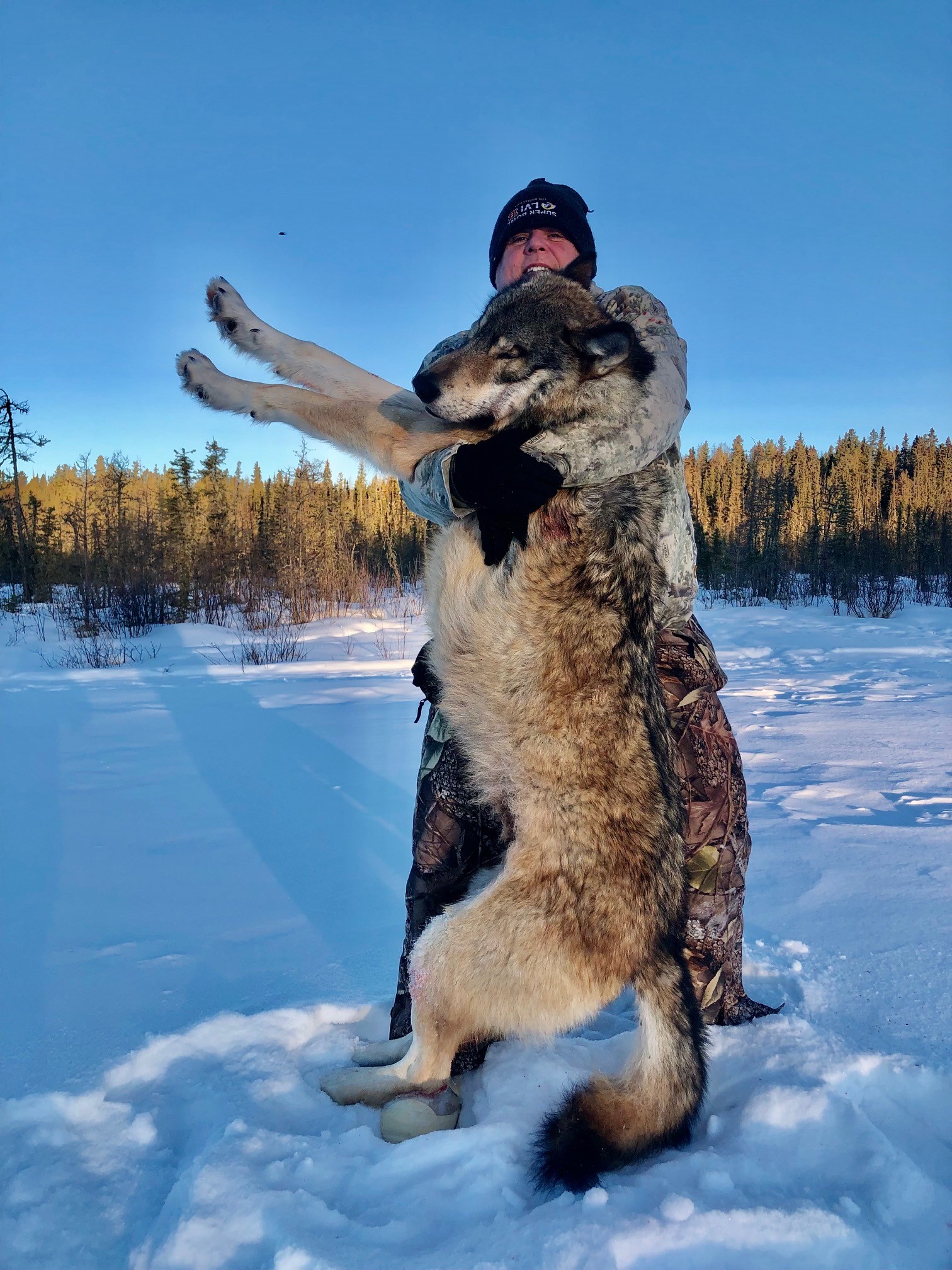 North American Grey Wolf Hunting - Shoshone Adventures