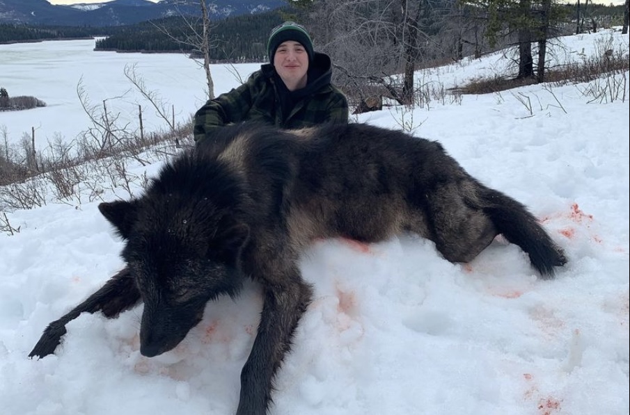 North American Grey Wolf Hunting - Shoshone Adventures